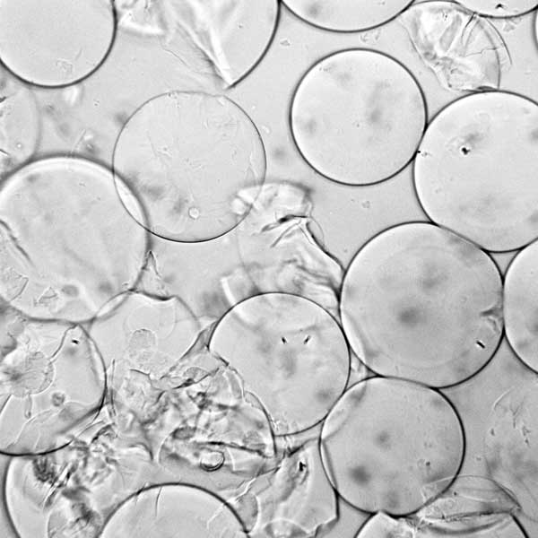 How Gentle is the SpinVessel®? | V & P Scientific, Inc.