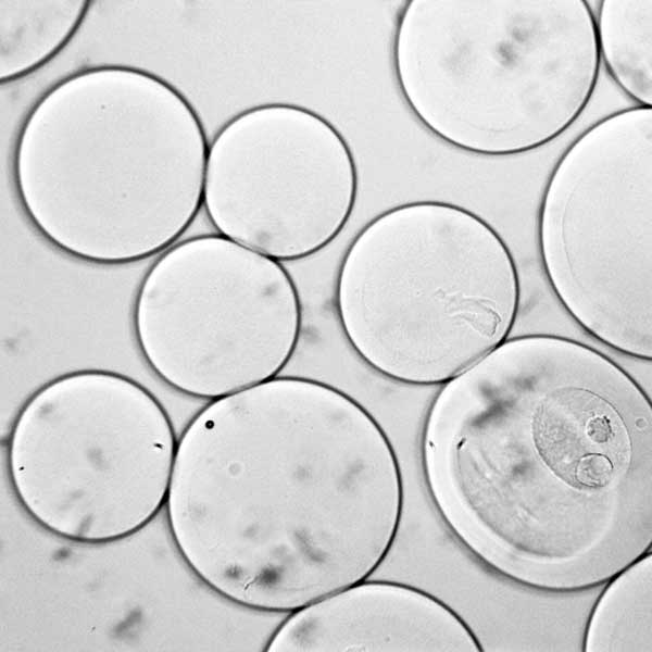 How Gentle is the SpinVessel®? | V & P Scientific, Inc.