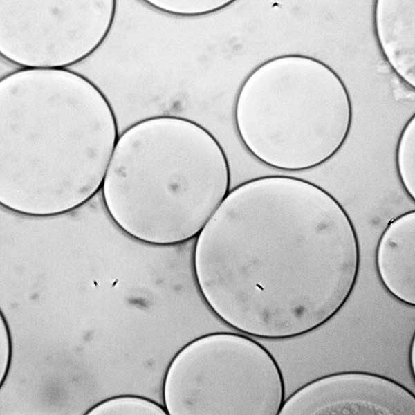 How Gentle is the SpinVessel®? | V & P Scientific, Inc.