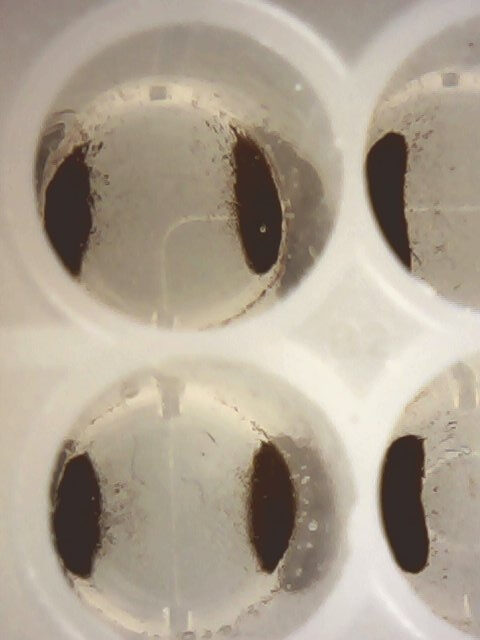 Choose Your Microplates Wisely! | V & P Scientific, Inc.